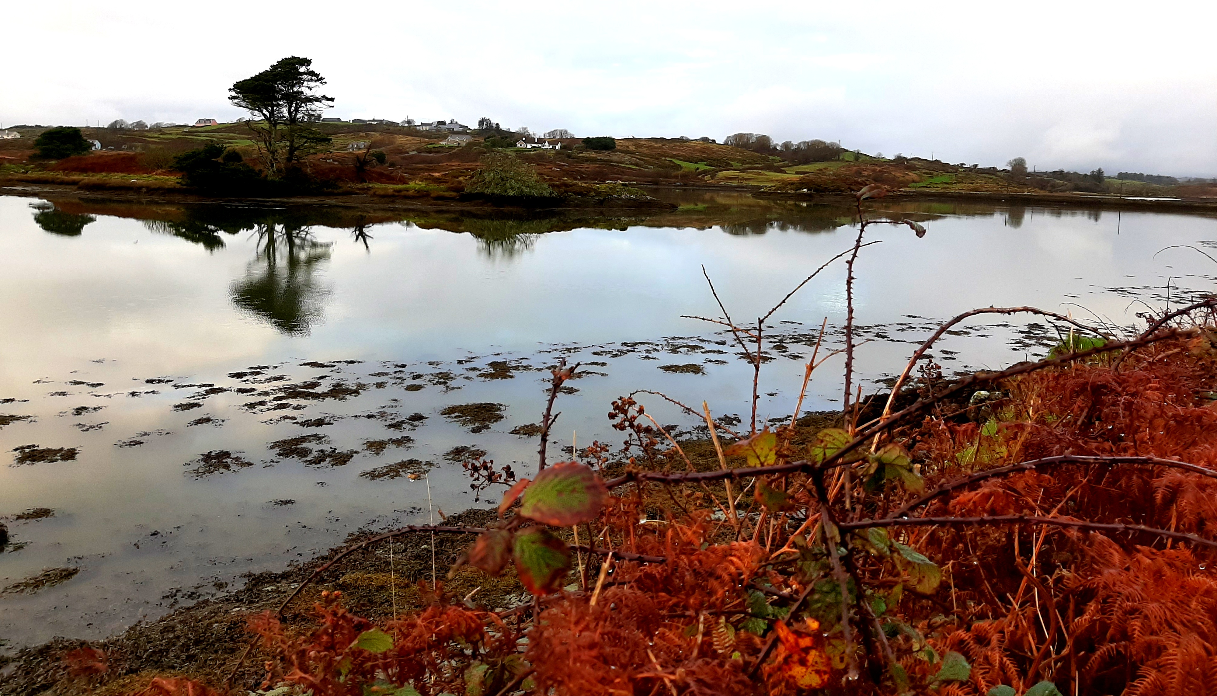 BRACKEN IN THE IRISH LANDSCAPE – agoyvaerts