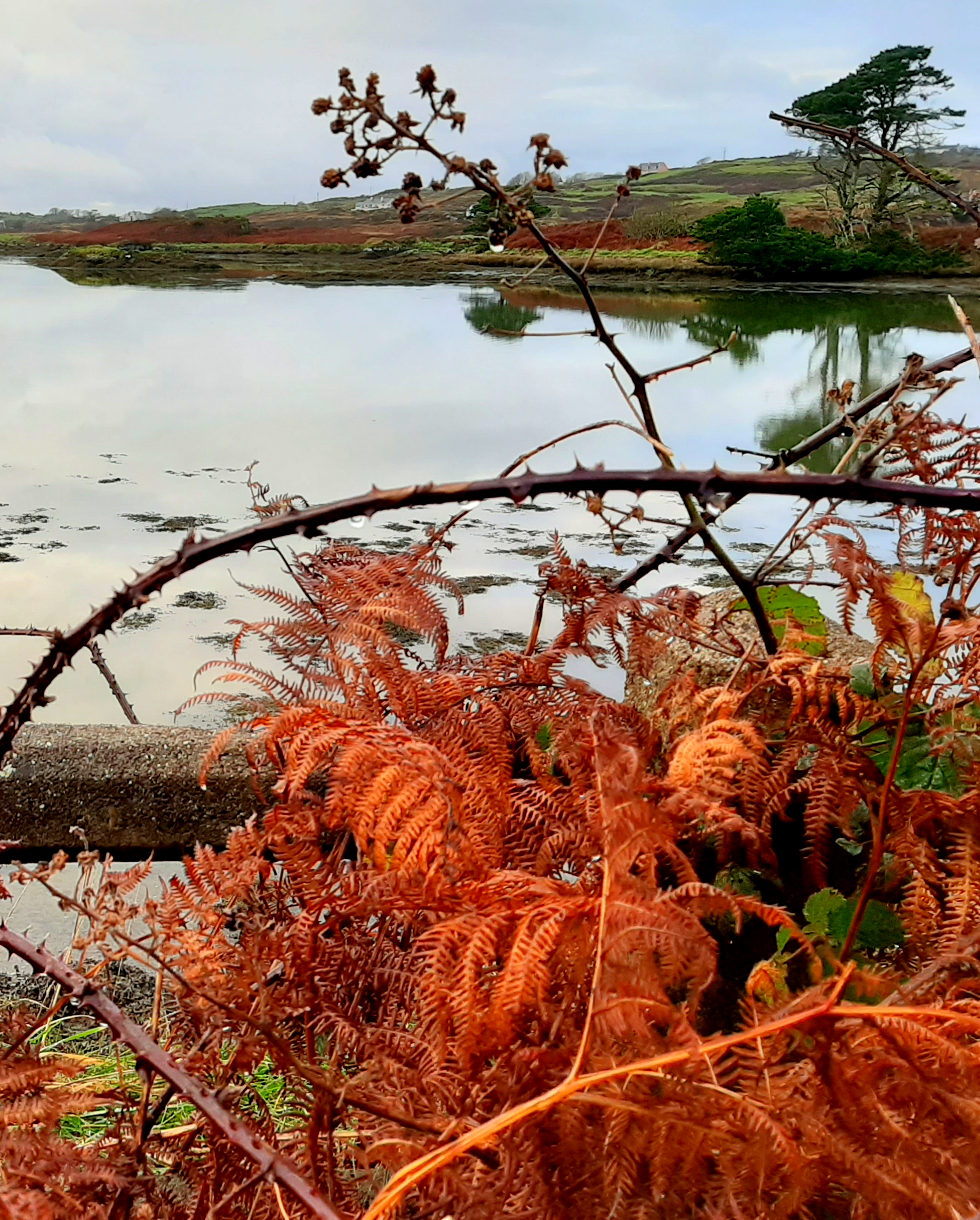 BRACKEN IN THE IRISH LANDSCAPE – agoyvaerts