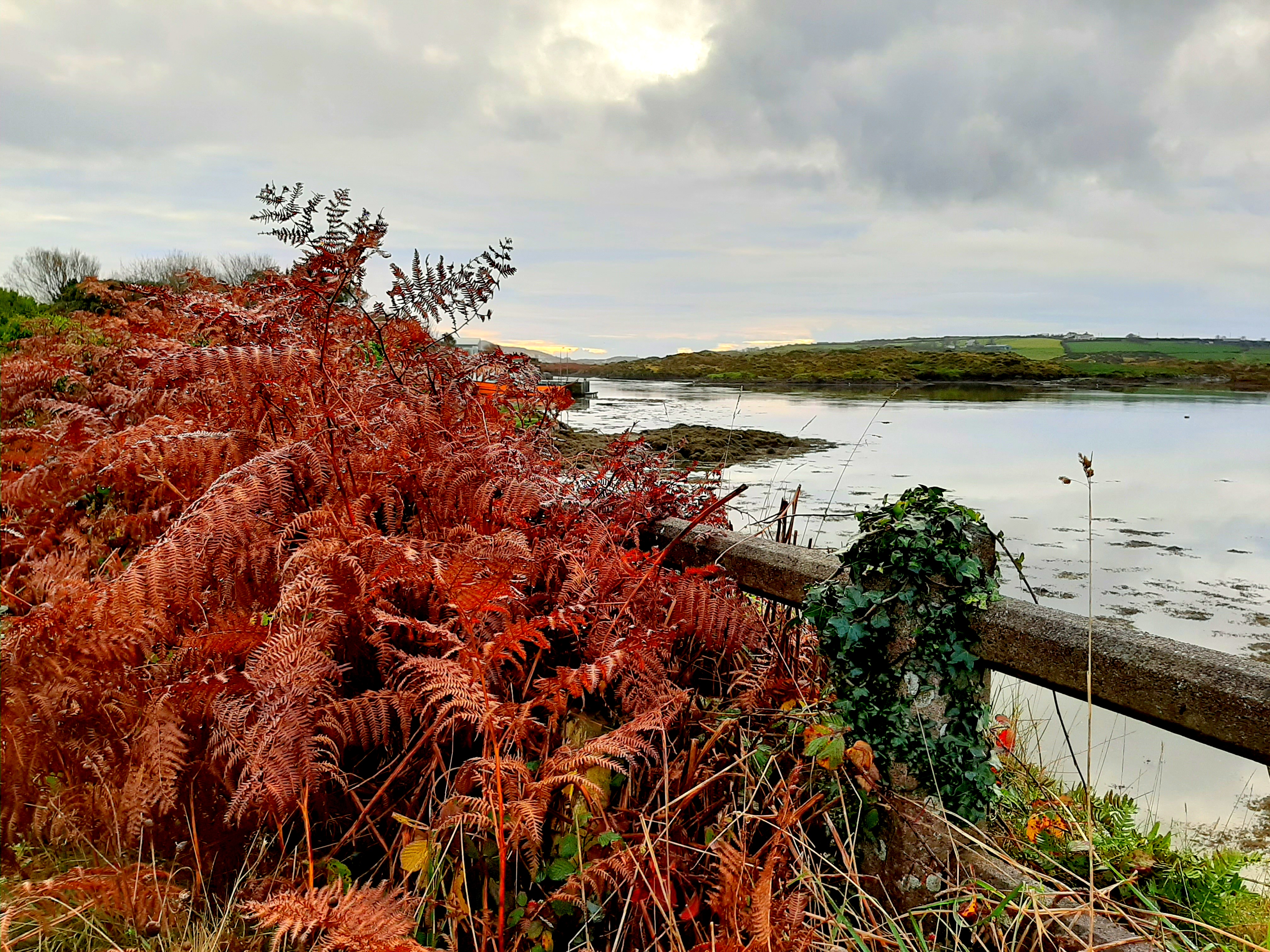 BRACKEN IN THE IRISH LANDSCAPE – agoyvaerts
