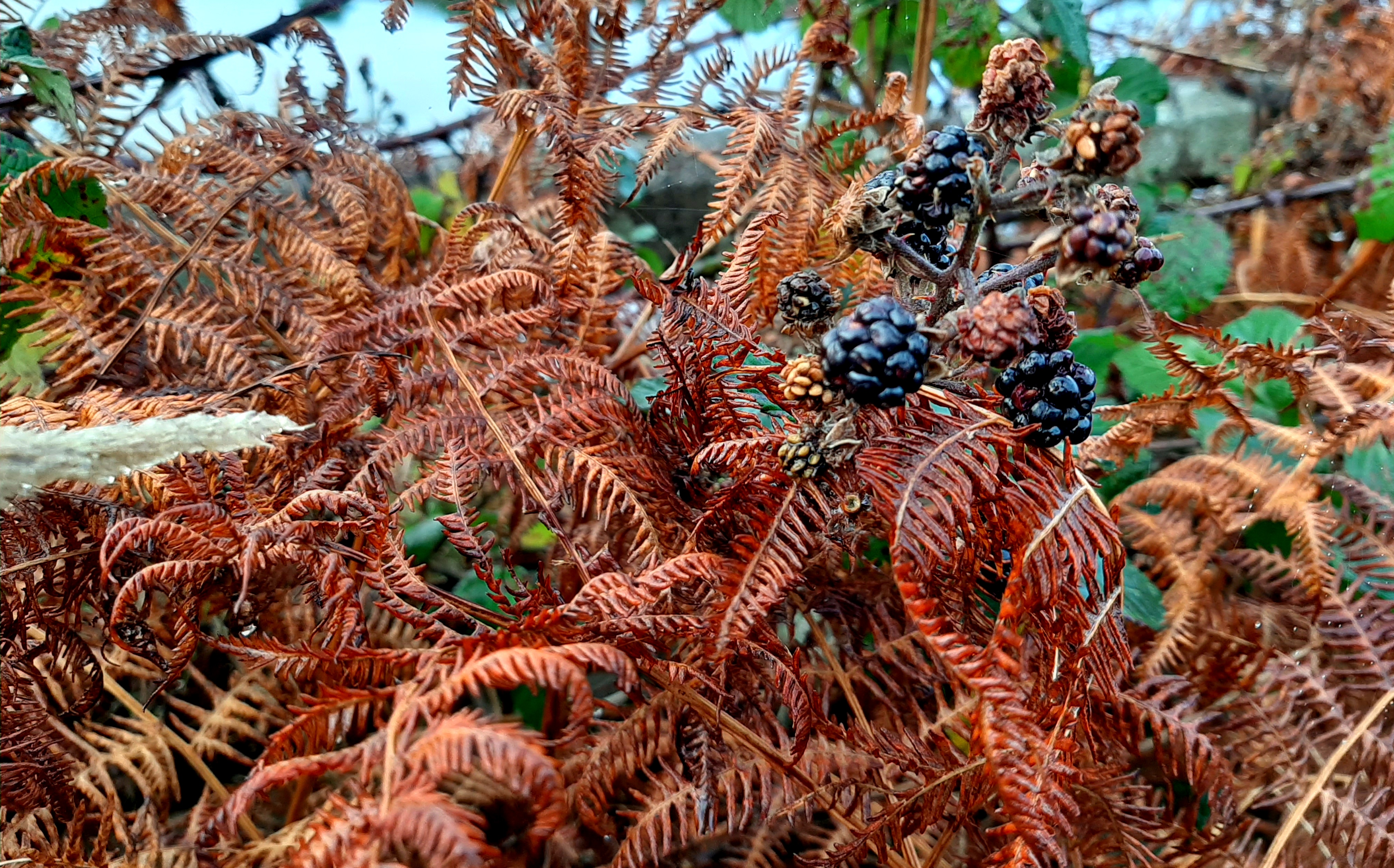 BRACKEN IN THE IRISH LANDSCAPE – agoyvaerts