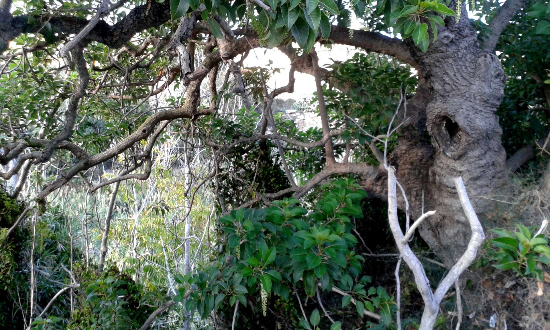 MEETING WITH THE OMBU TREE – agoyvaerts