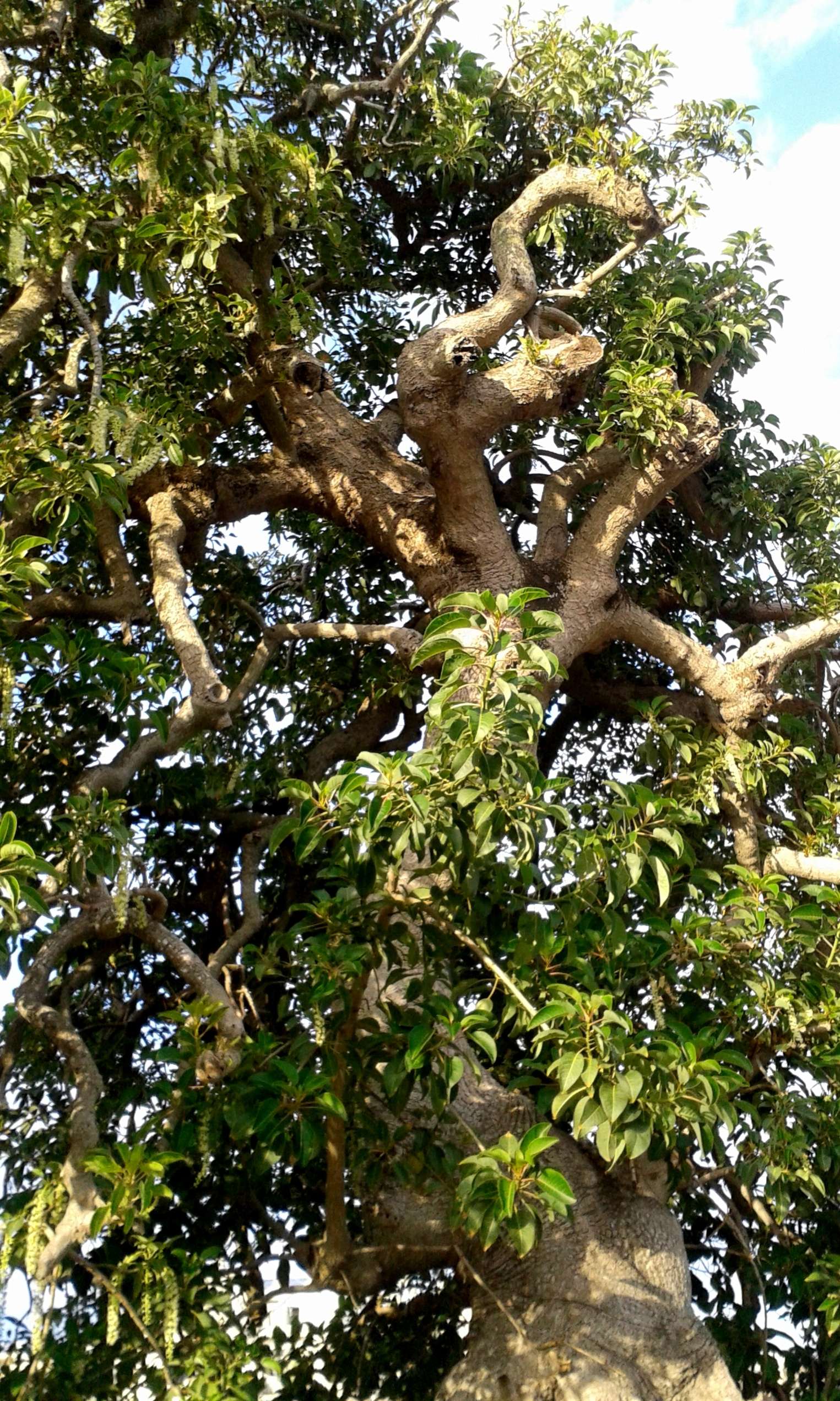 MEETING WITH THE OMBU TREE – agoyvaerts